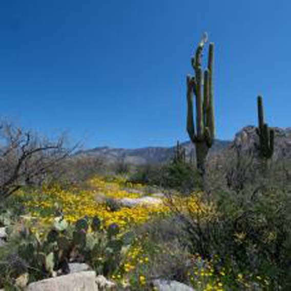 Tracey Purcell | Department of Neuroscience